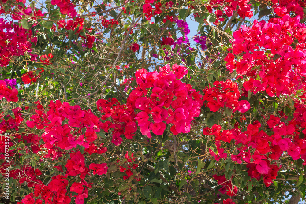 beautiful giant bougainvillea plant full of flowers, typical greek and ...