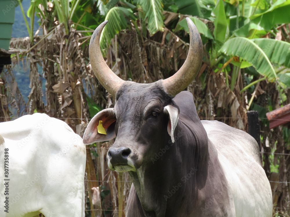Big horned zebu ox on a farm Stock Photo | Adobe Stock