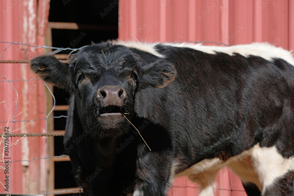 Calf Mooing