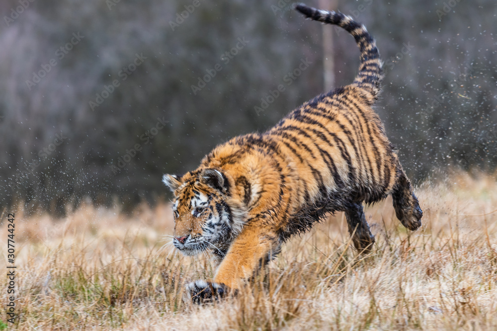 Siberian Tiger running. Beautiful, dynamic and powerful photo of this ...