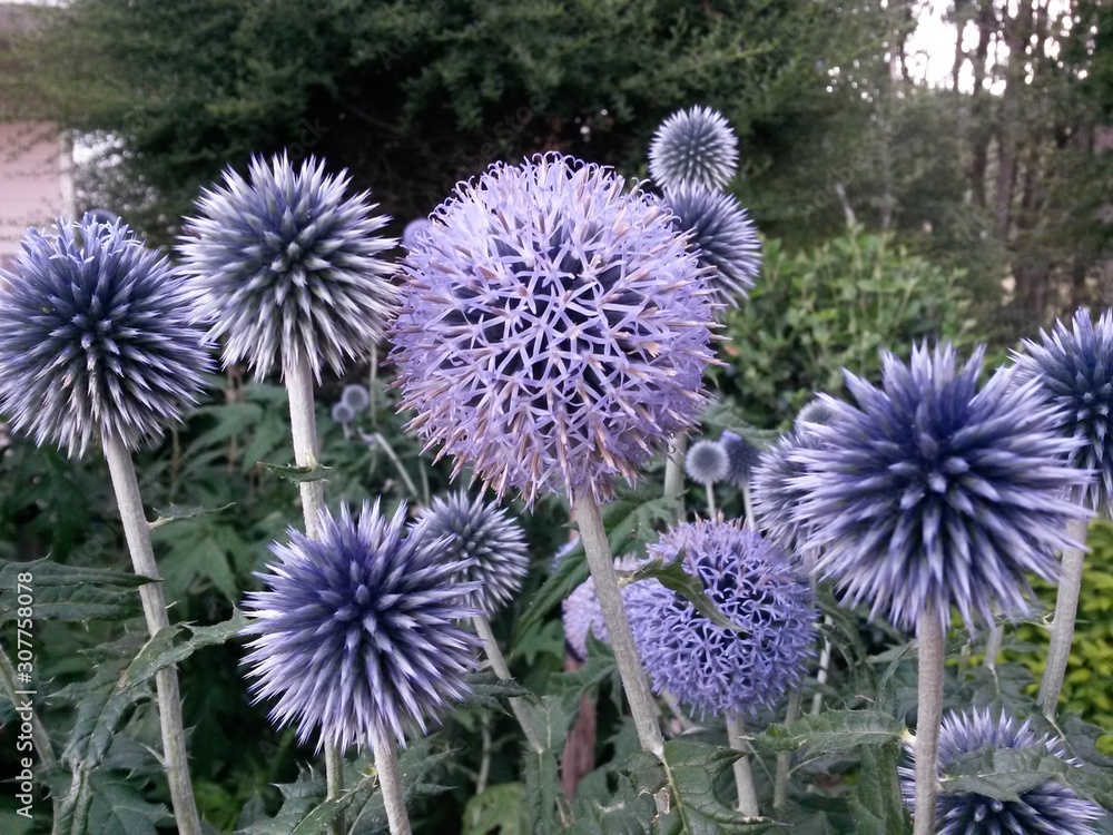 Purple globe thistles (Echinips ritro) in bloom in the garden ภาพถ่าย ...