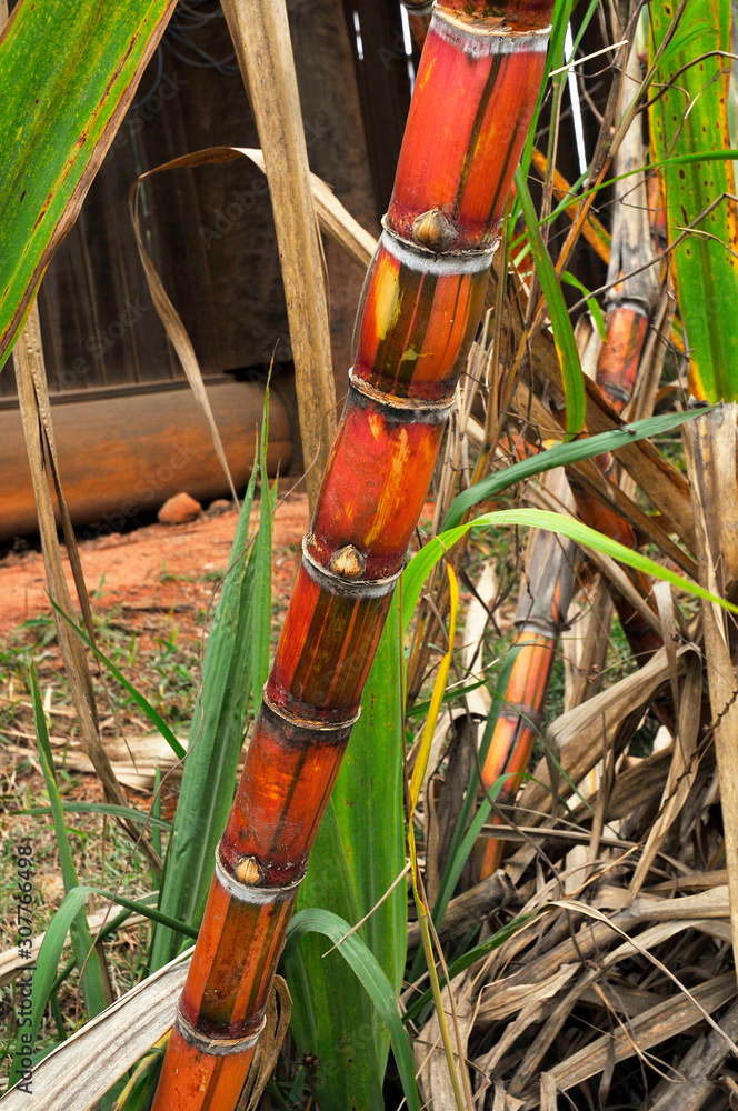 sugar cane Stock Photo | Adobe Stock
