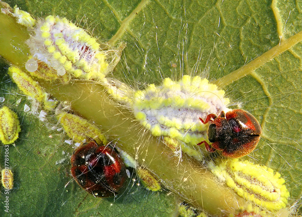 Ladybug (ladybird), Rodolia cardinalis (Coleoptera: Coccinellidae ...