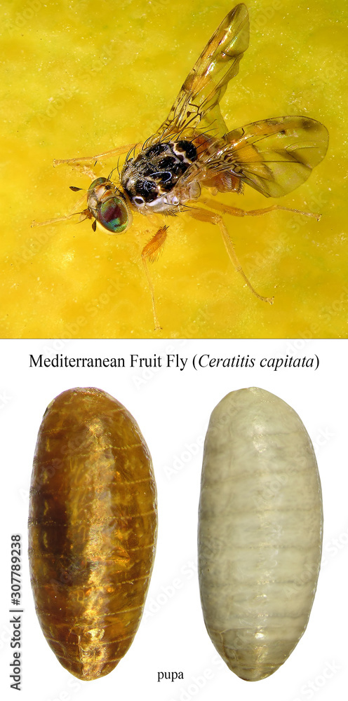 Mediterranean fruit fly or medfly, Ceratitis capitata, is the dangerous ...