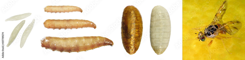 Mediterranean fruit fly or medfly, Ceratitis capitata, is the dangerous ...