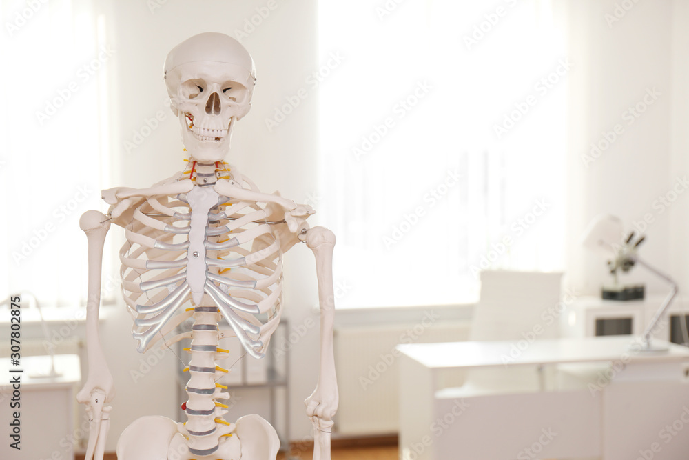 Human skeleton model in modern orthopedist's office Stock Photo | Adobe ...