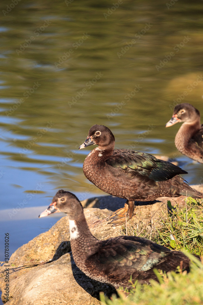 Juvenile Muscovy duck Cairina moschata flock Stock Photo | Adobe Stock