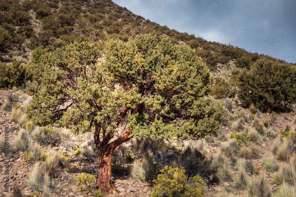 Polylepis tarapacana is tree that grows highest in altitude in the ...