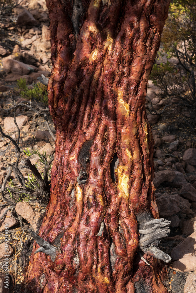 Polylepis tarapacana is tree that grows highest in altitude in the ...