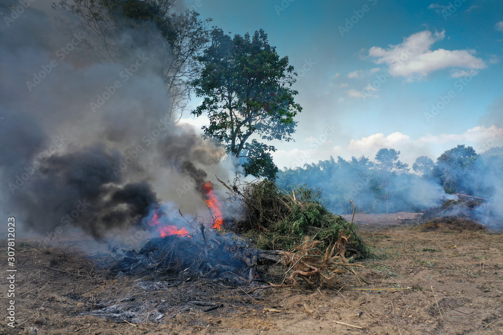 Photo & Art Print Deforestation and fire, Richard Carey