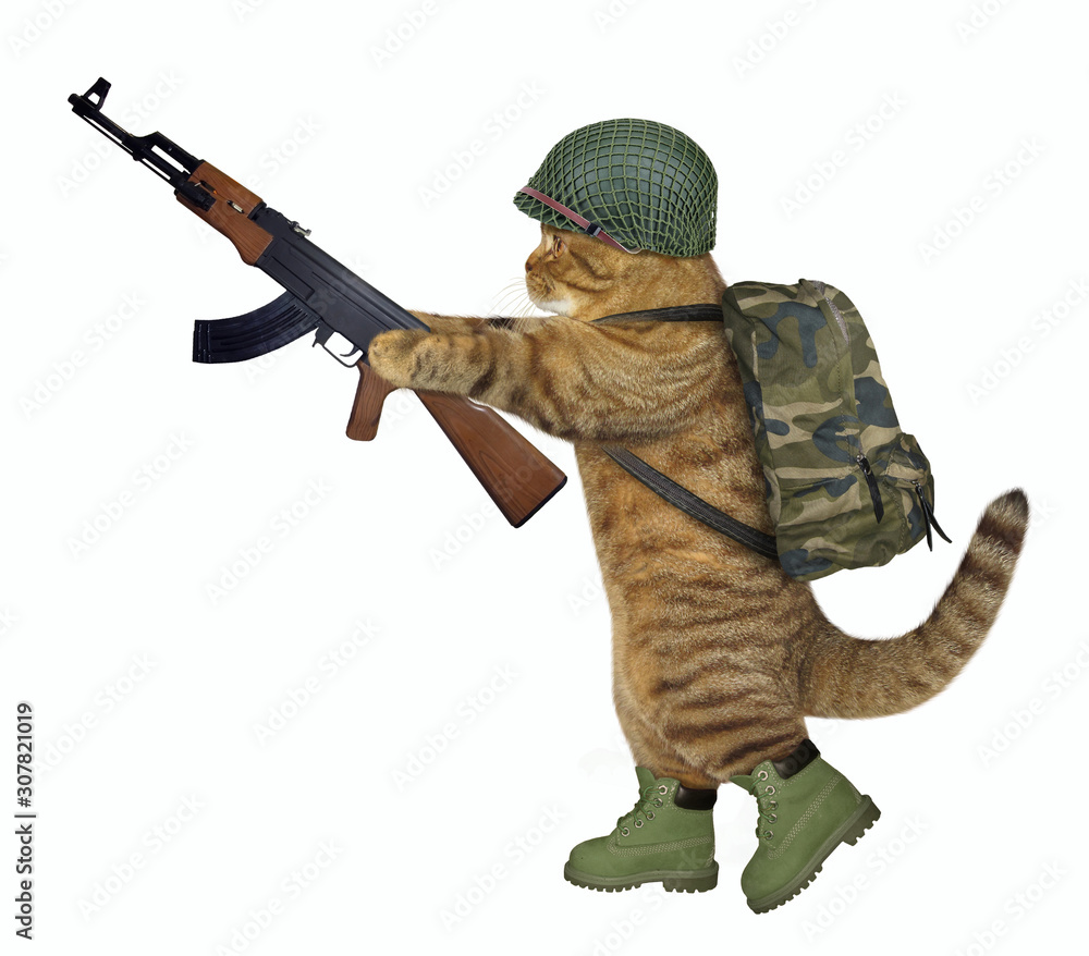 The beige cat soldier in an army helmet and boots with a military ...