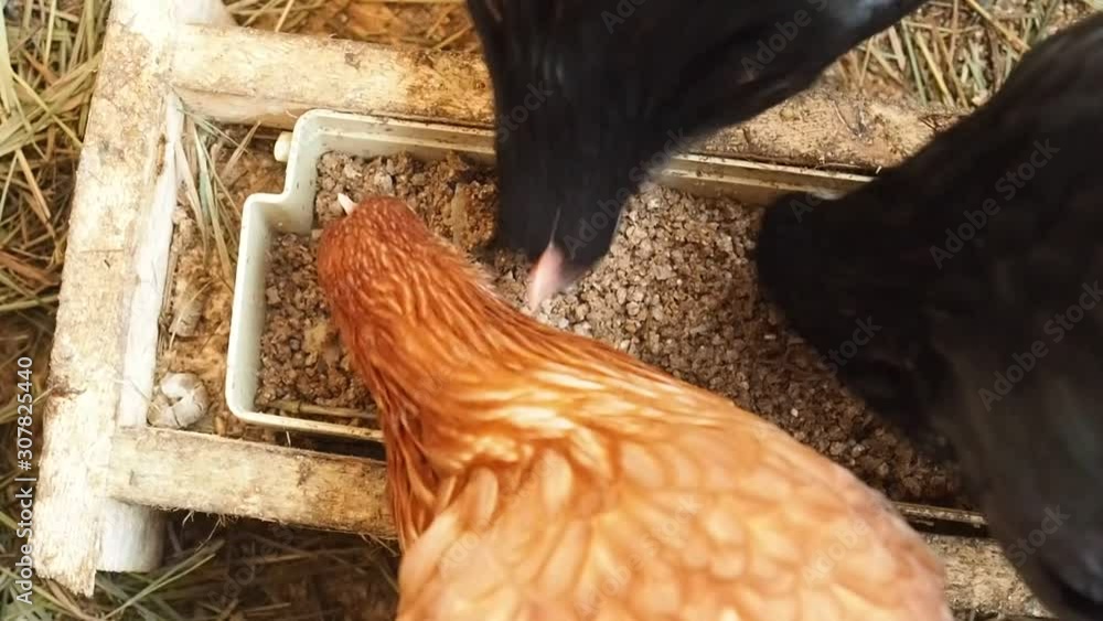 Chickens pecking at food on a home country farm. Agriculture, breeding ...