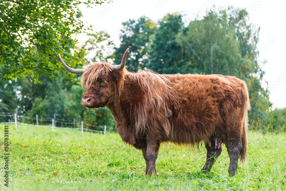 Beef Cow Profile