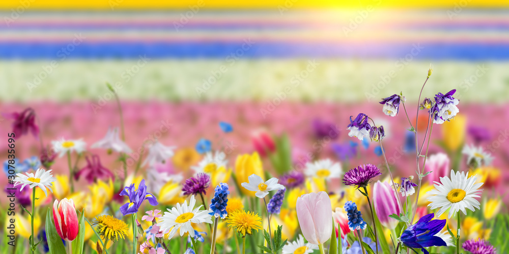 Fragrant wild flowers in grass Stock Photo | Adobe Stock