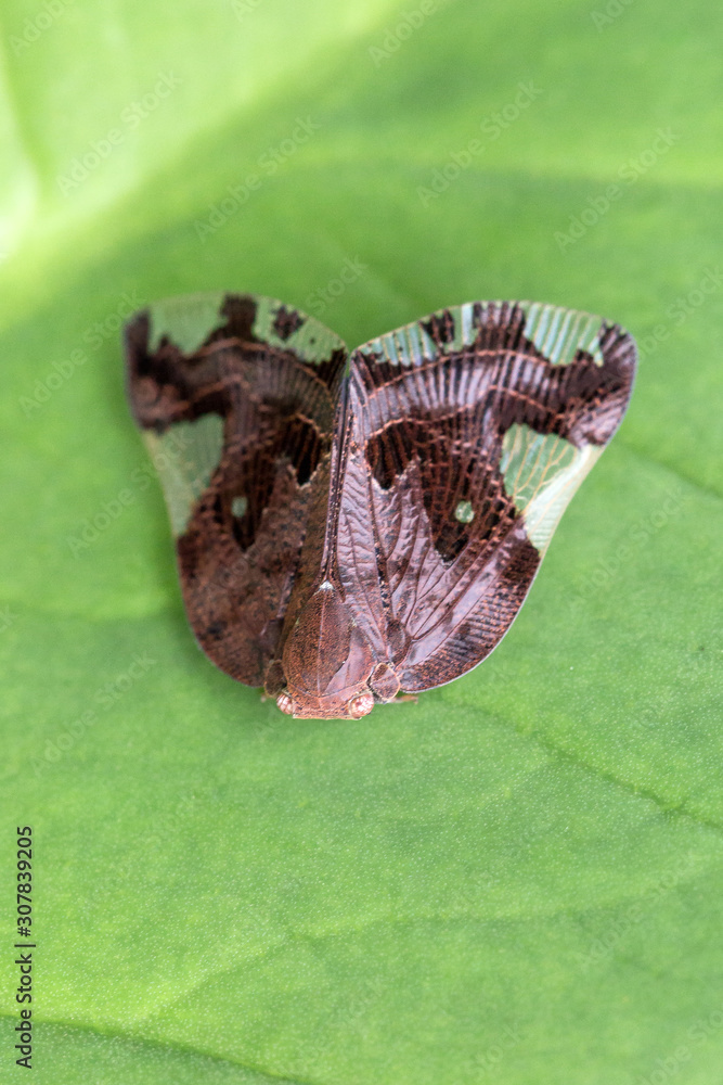 Beautiful macro of an unknown planthopper in the family Ricaniidae ...