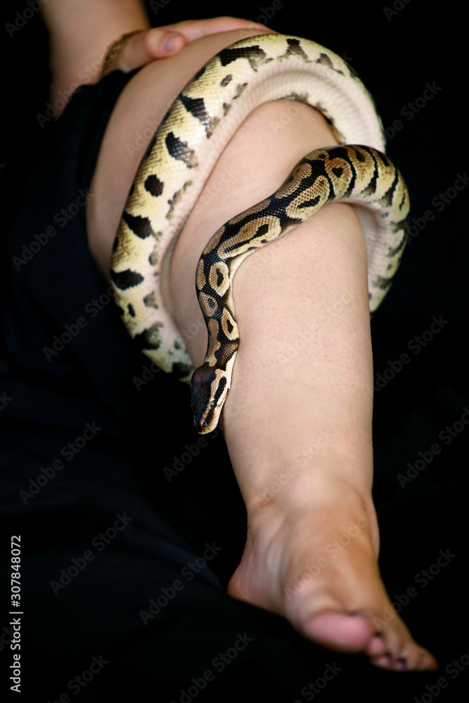 Leg with Royal Python snake. Ball Python slithering and crawling around female leg and foot on ...