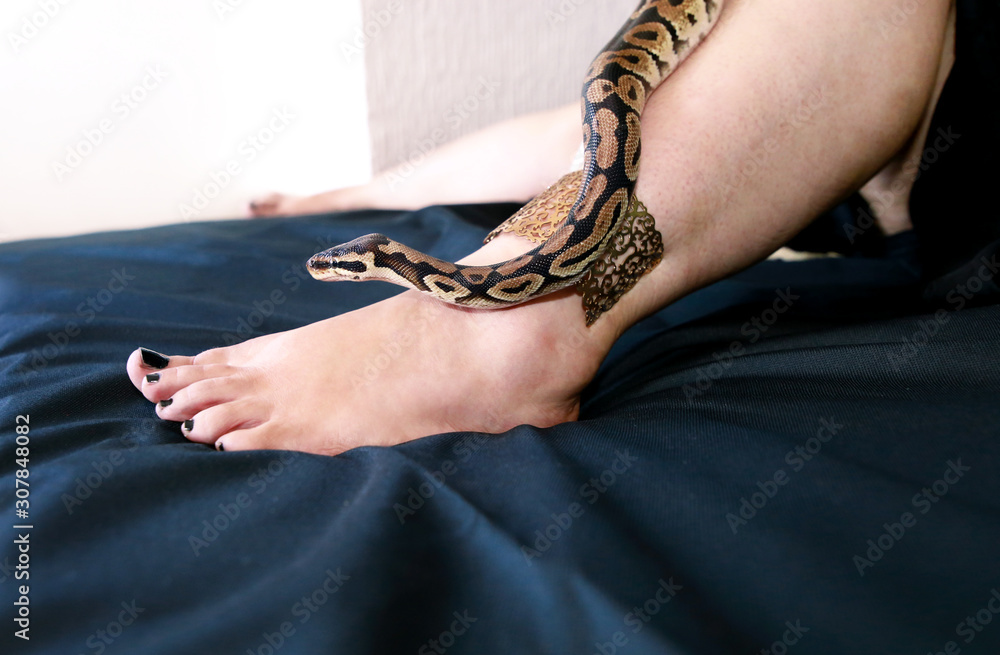 Foto de Leg with Royal Python snake. Ball Python slithering and ...