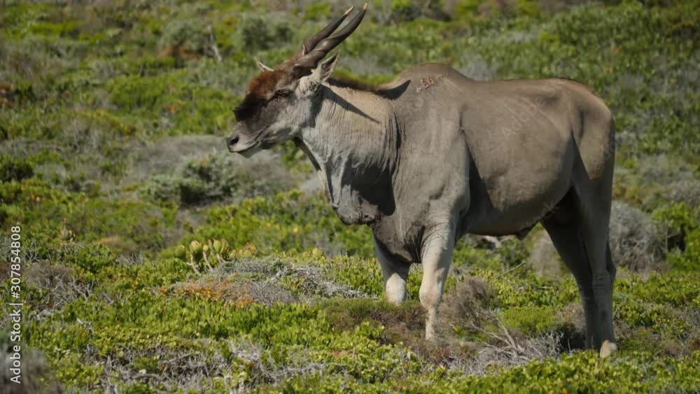 Vidéo Stock Southern Eland Antelope at Cape of Good Hope National Park ...