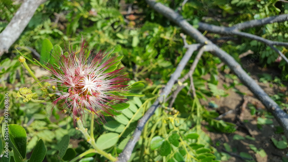 Beautiful Samanea Saman flower with pink color. Rain tree which is a ...