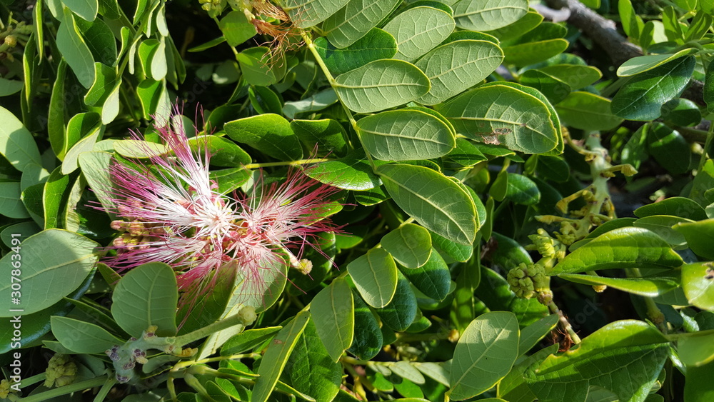 Beautiful Samanea Saman flower with pink color. Rain tree which is a ...