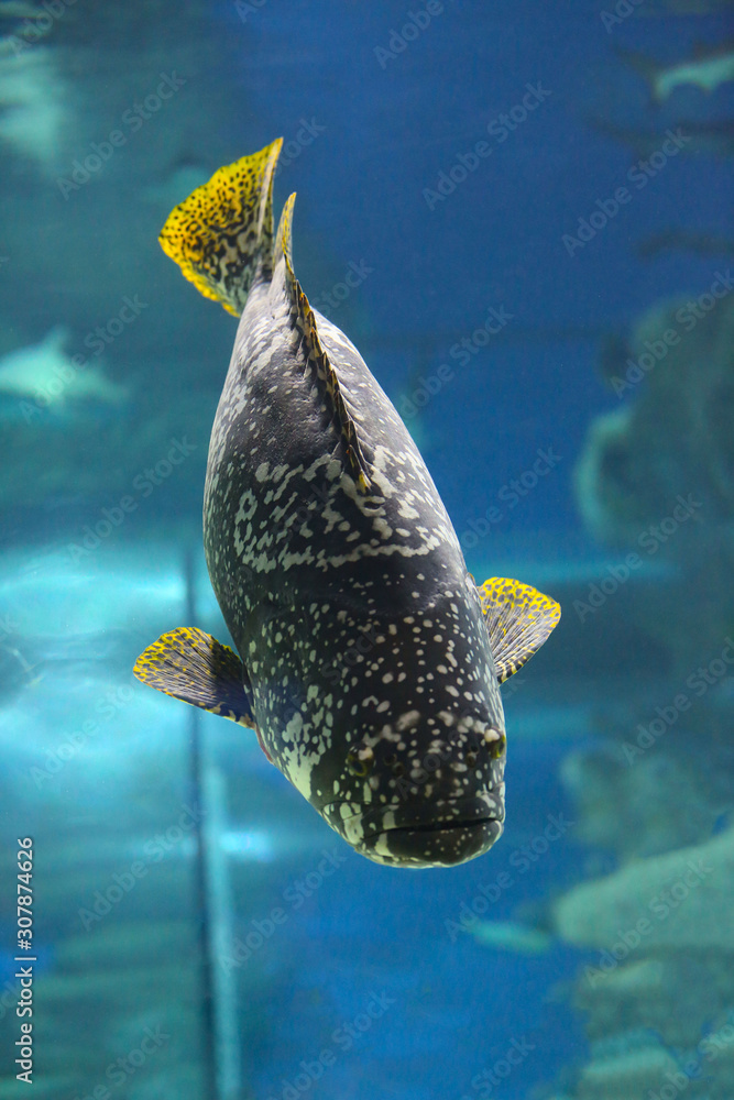 Grouper fish in an aquarium Stock Photo | Adobe Stock
