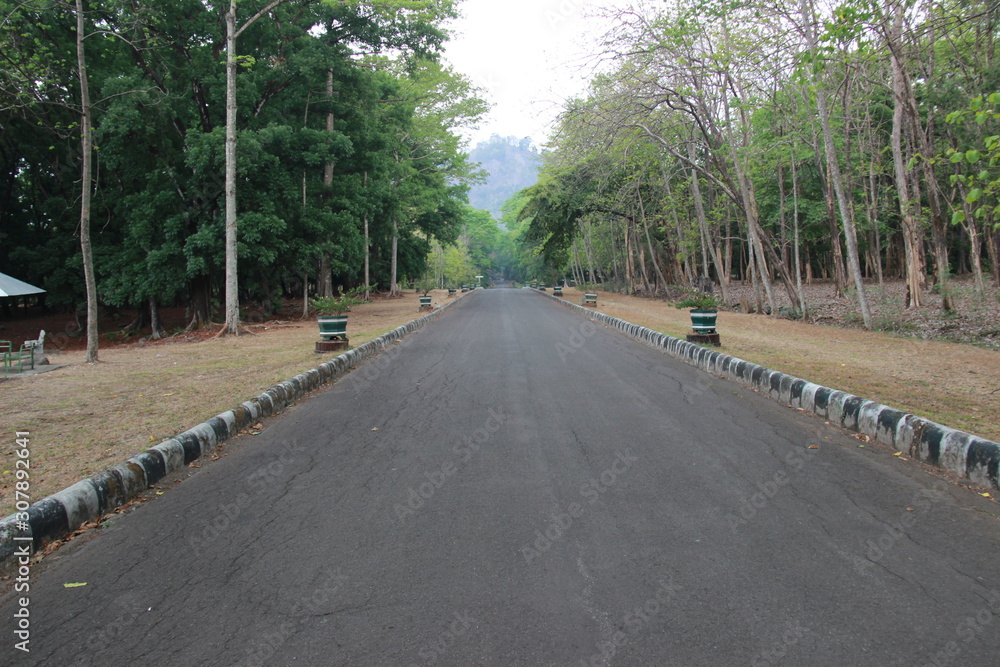 asphalt in the middle of a forest, asphalt landscape with a fresh ...