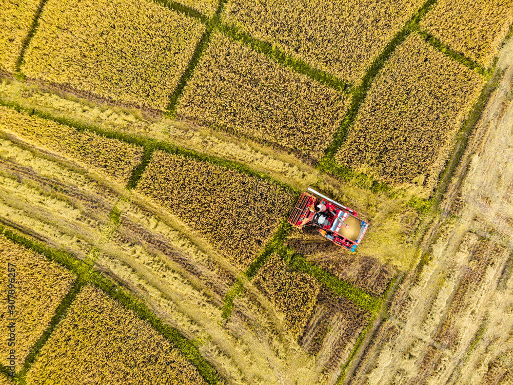 Rice farm on harvesting season by farmer with combine harvesters. And ...