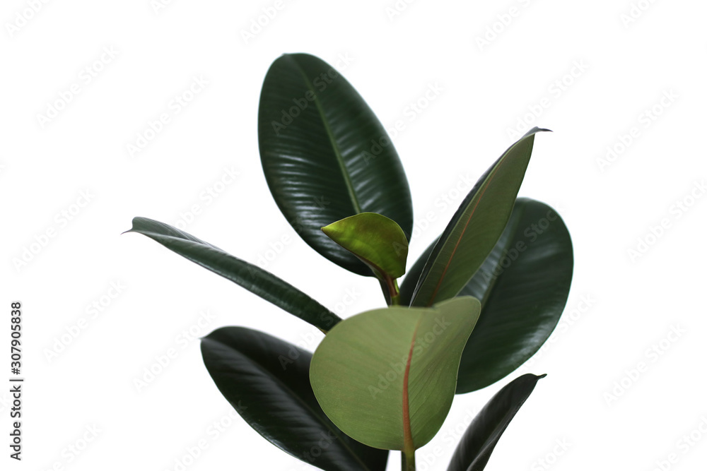 Ficus Elastica Flower