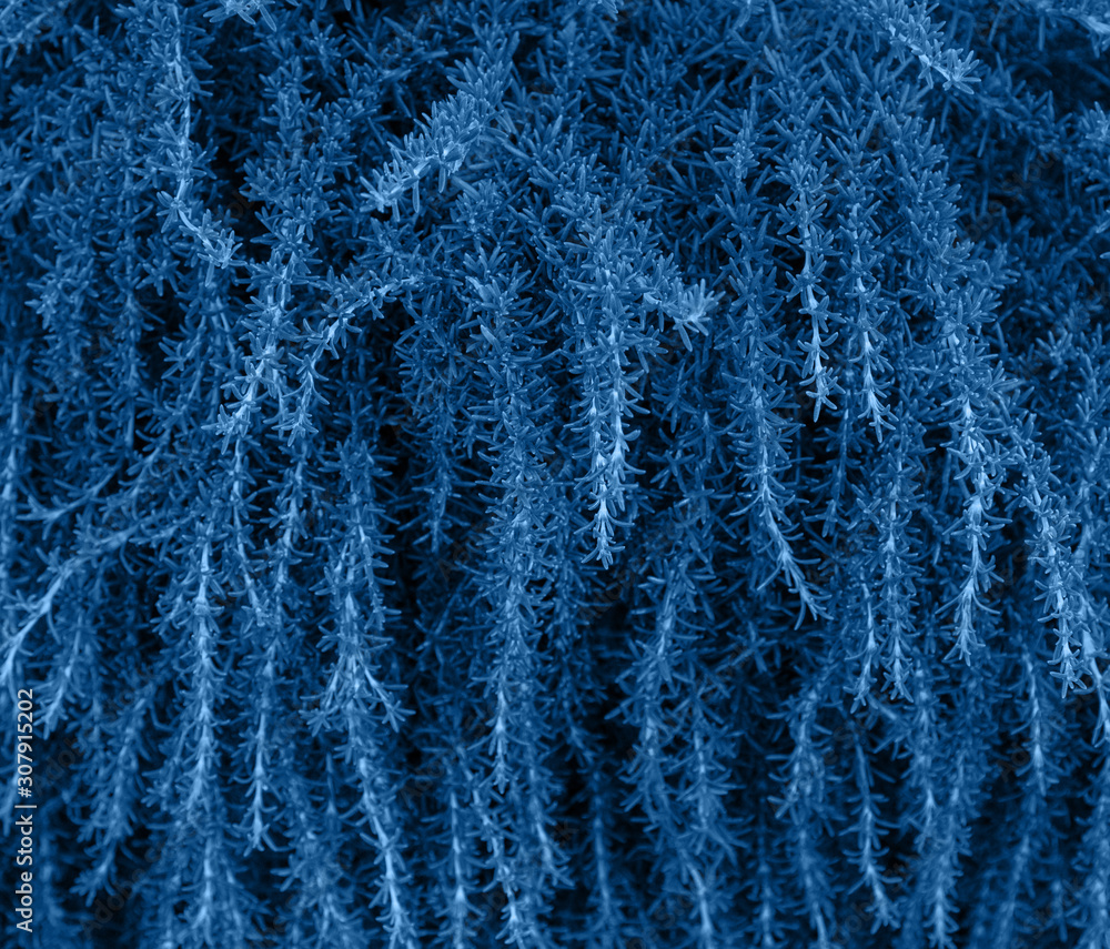 Blue leaves textured background. Color of the year concept. Pantone ...