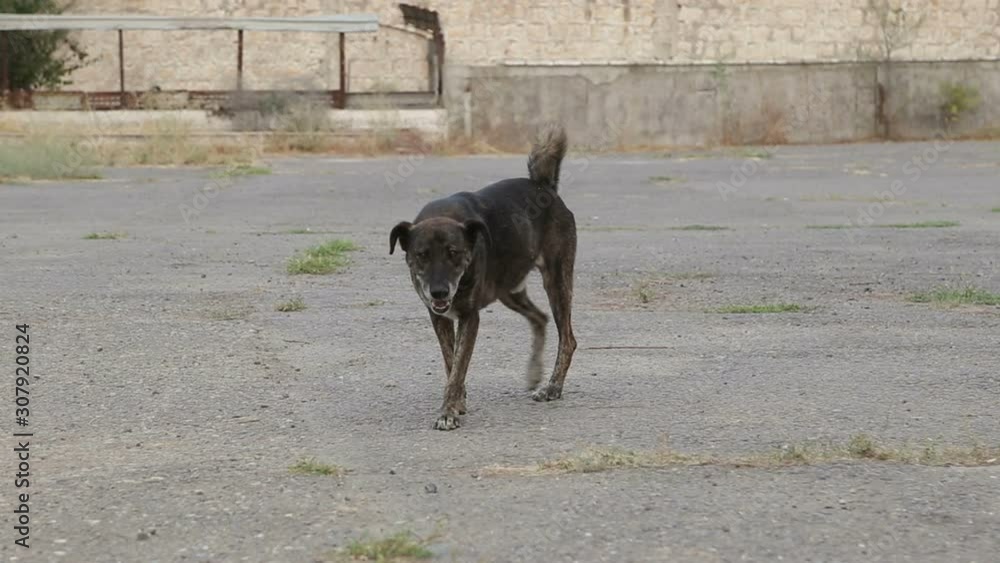 A shelter for dogs where different types of stray dogs live. Dogs drink ...
