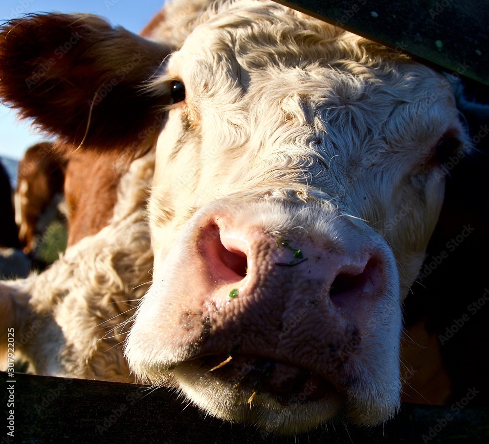 Poster Nosey Cow – Wall Art | UkPosters