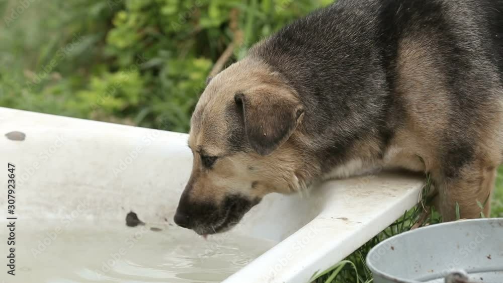 A shelter for dogs where different types of stray dogs live. Dogs drink ...