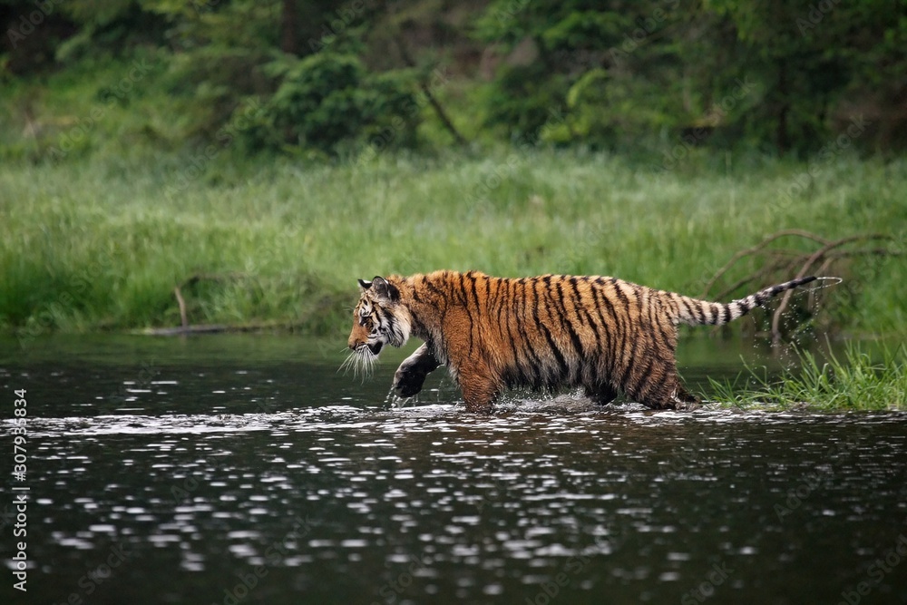 The Siberian tiger (Panthera tigris Tigris), or Amur tiger (Panthera ...