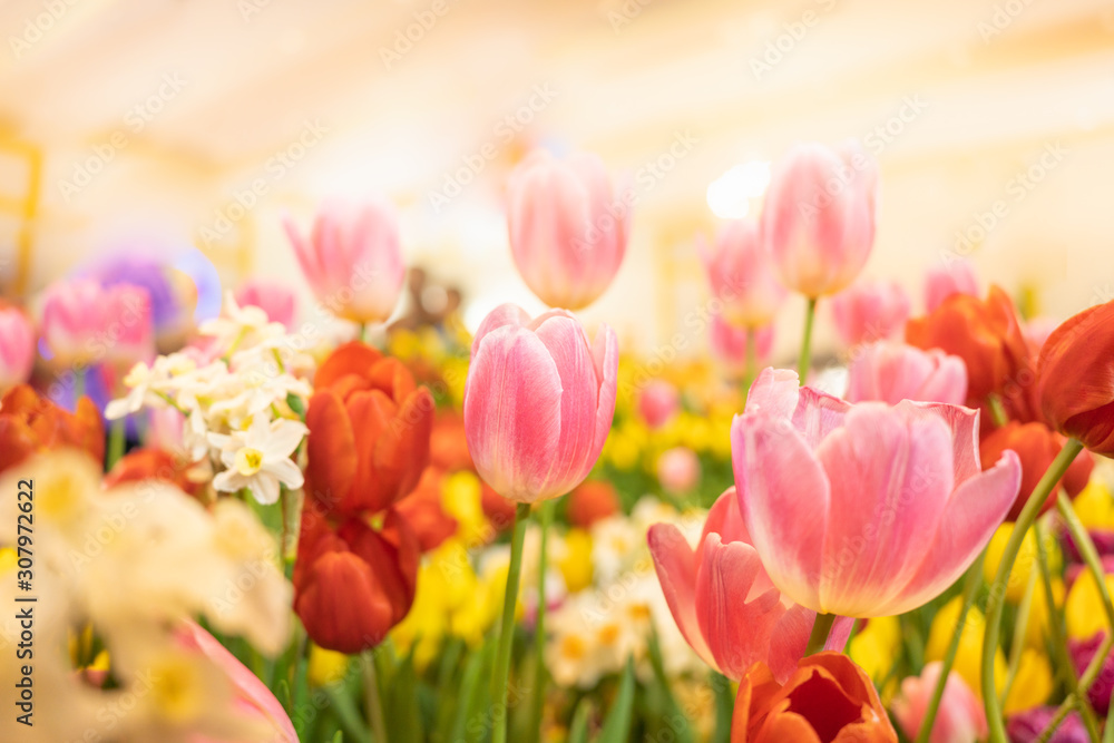 Nature of tulip flower in garden using as cover page background natural ...