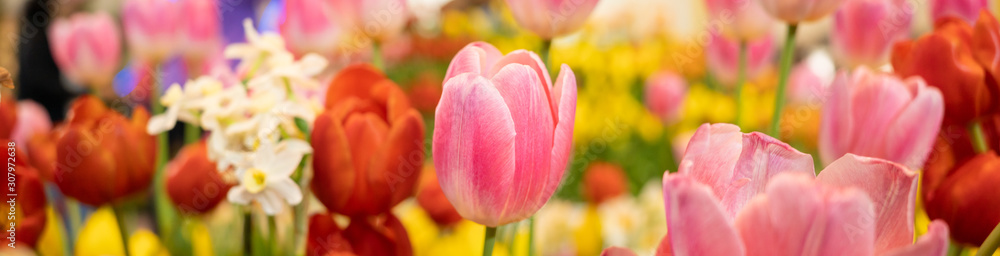 Nature of tulip flower in garden using as cover page background natural ...