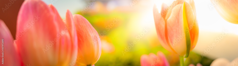 Nature of tulip flower in garden using as cover page background natural ...