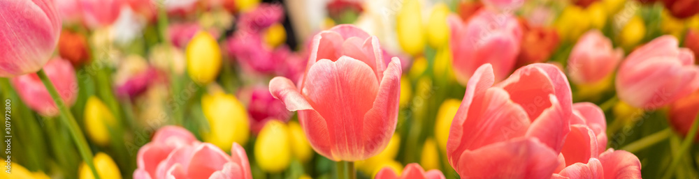 Nature of tulip flower in garden using as cover page background natural ...