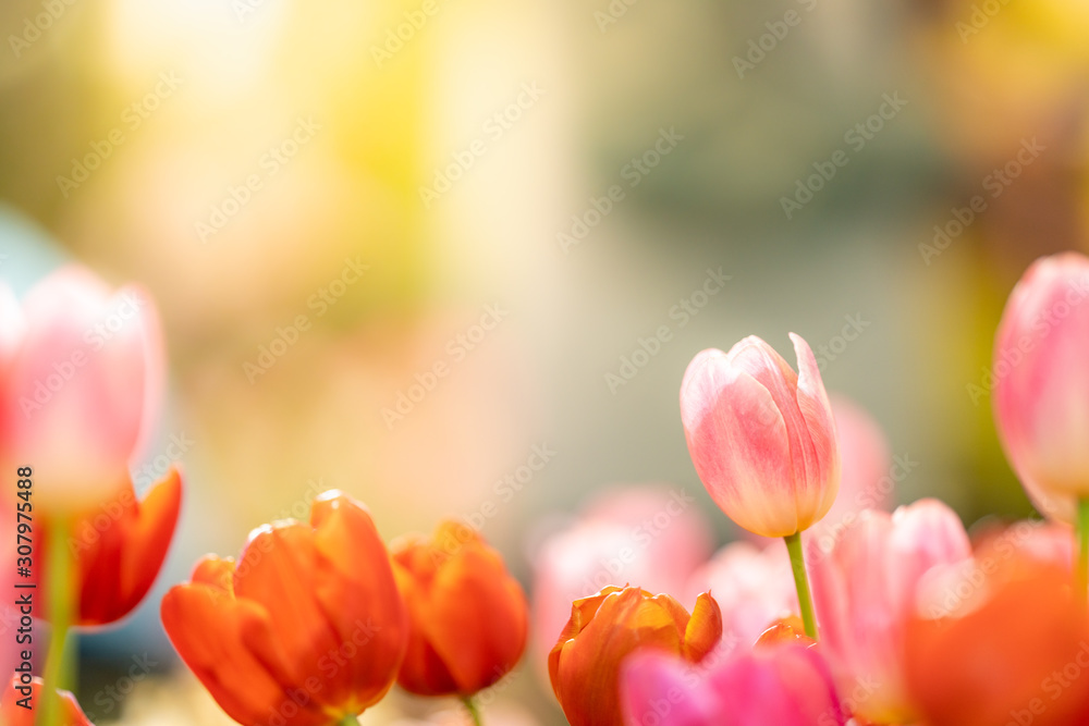 Nature of tulip flower in garden using as cover page background natural ...
