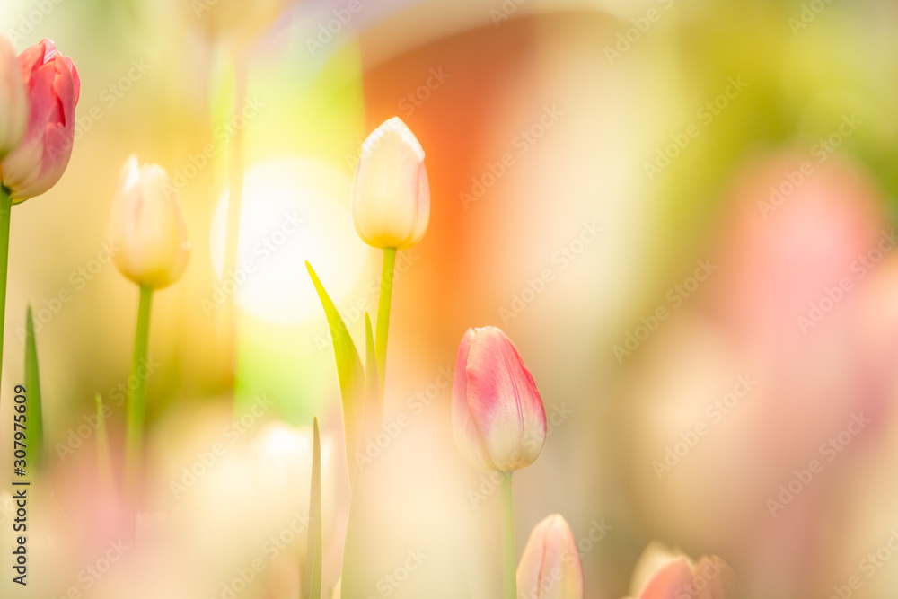 Nature of tulip flower in garden using as cover page background natural ...