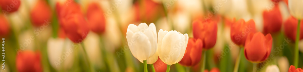Nature of tulip flower in garden using as cover page background natural ...