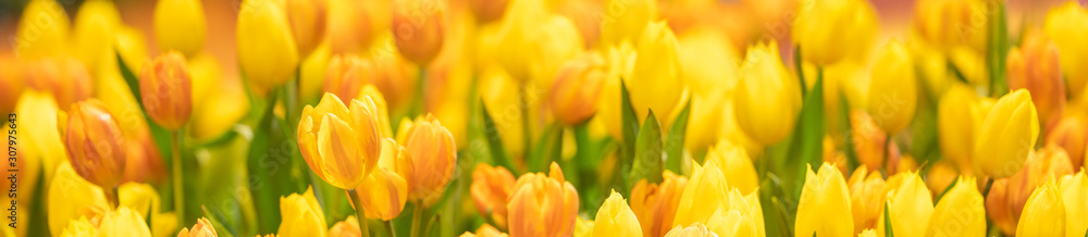 Nature of tulip flower in garden using as cover page background natural ...