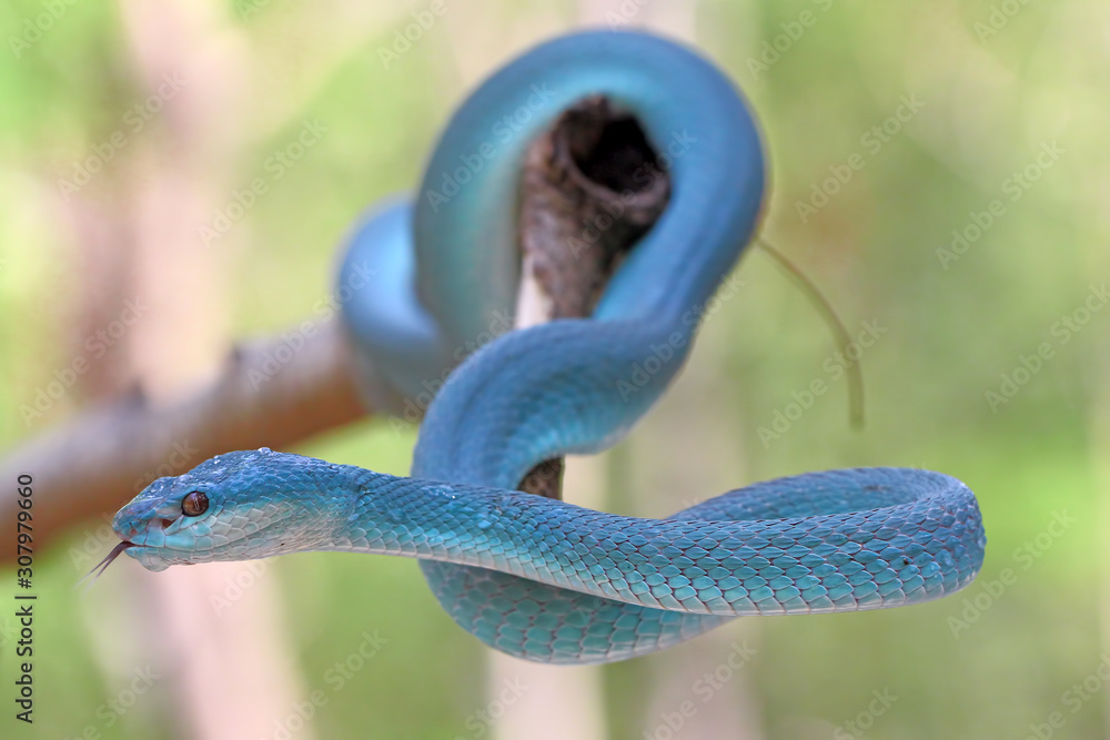 white lipped island pit viper snake, trimeresurus insularis, venomous ...