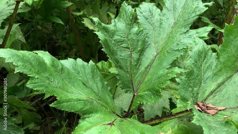 A huge leaves of poisonous toxic hogweed, cow parsnip Heracleum ...