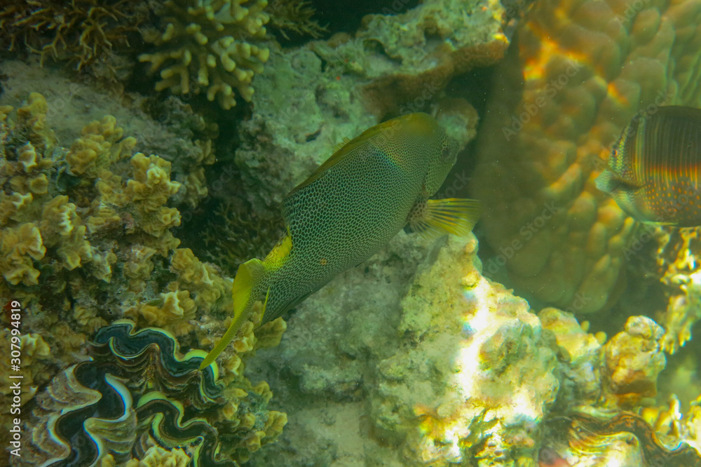 Brown-spotted spinefoot is a coral fish of abstract appearance ...