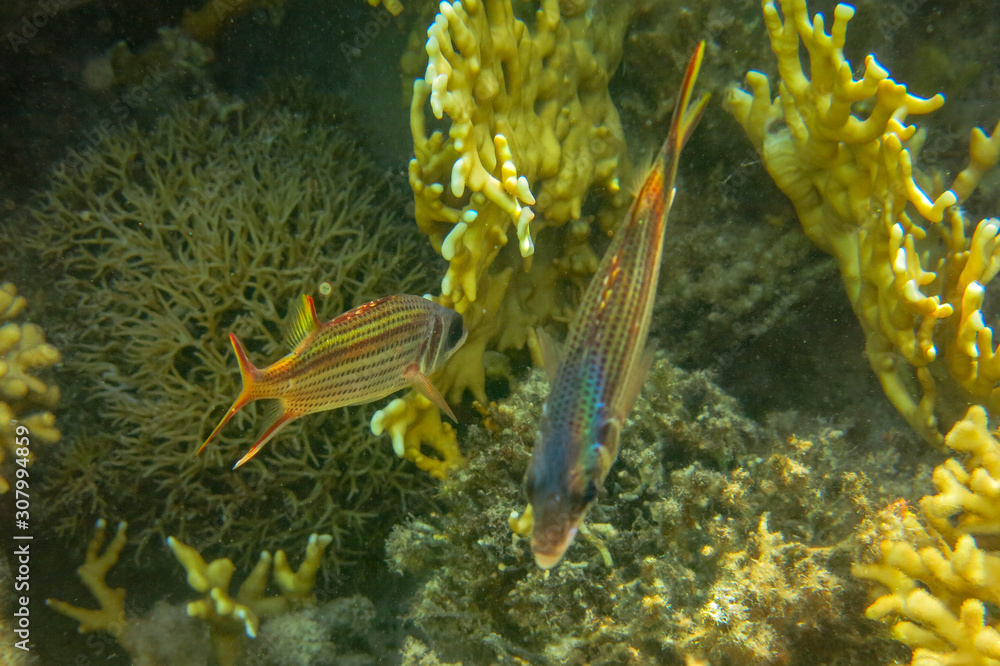 Neoniphon Sammara, The Sammara Squirrelfish, also known as the blood ...