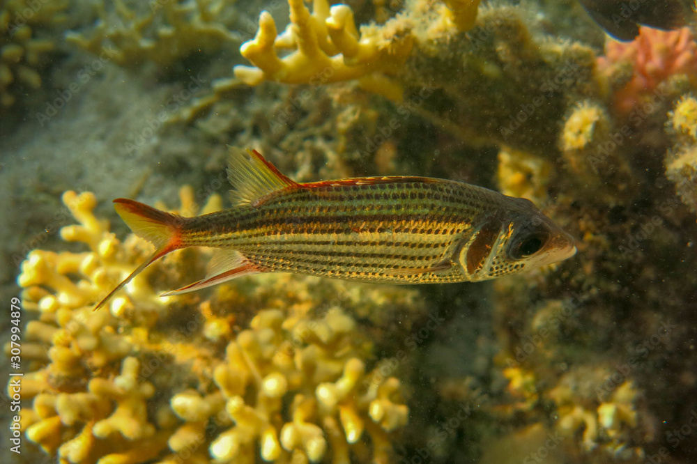 Neoniphon Sammara, The Sammara Squirrelfish, also known as the blood ...