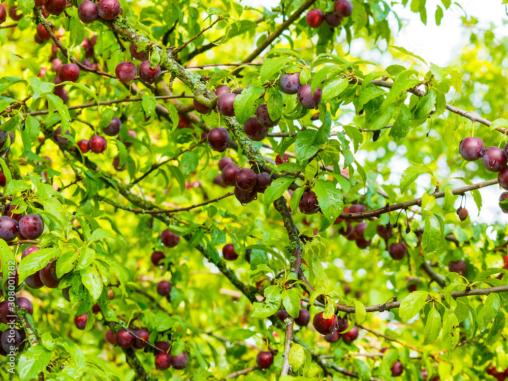 Dunkelrote wilde Mirabellen am Baum (Prunus domestica syriaca) Stock ...