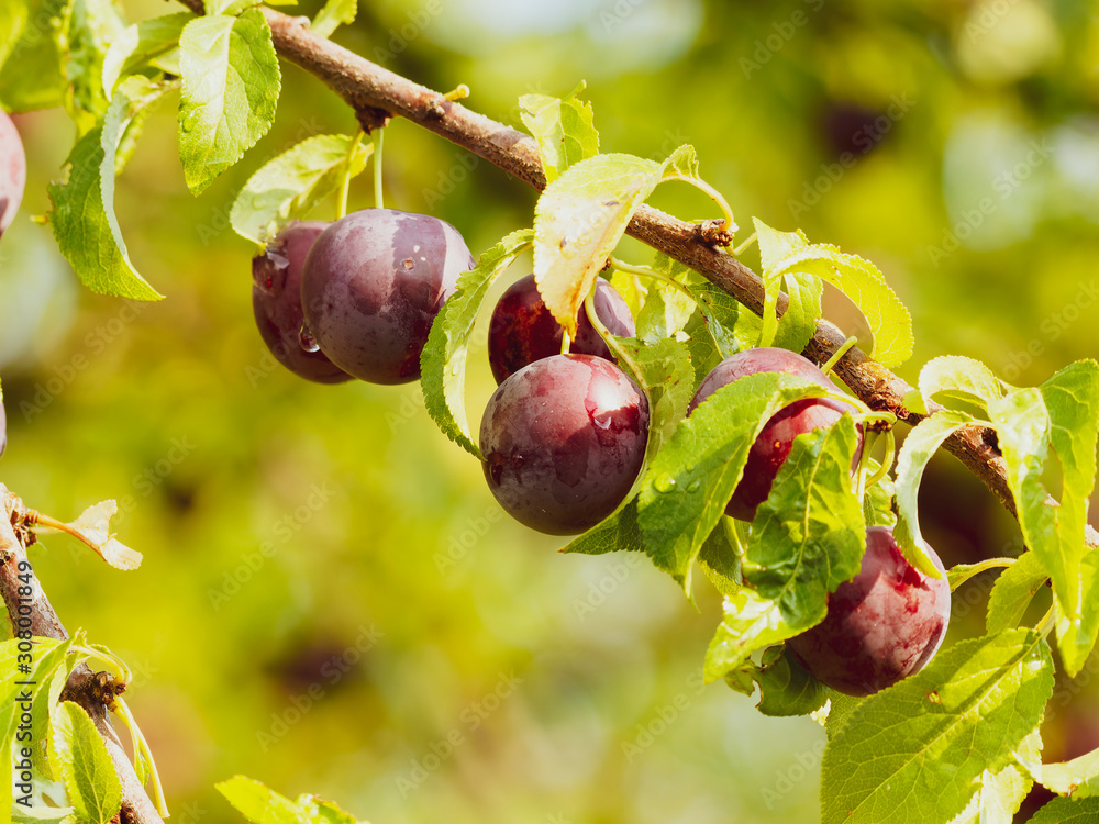 Dunkelrote wilde Mirabellen am Baum (Prunus domestica syriaca) Stock ...