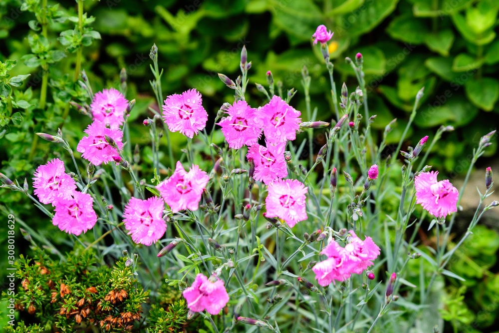 Dianthus Caryophyllus Leaves