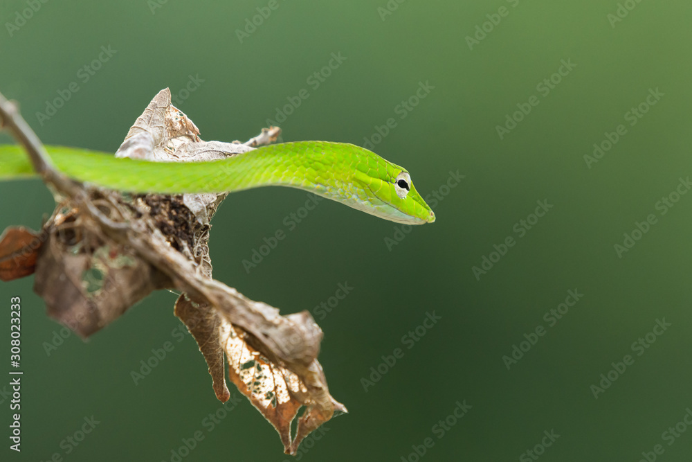 Oriental Whip snakes (Ahaetulla prasina) a very common rear-fanged ...